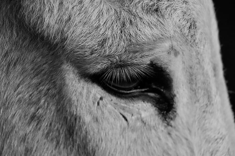 “Palm Sunday: The Donkey’s Story” -Birrell Walsh – OUR DAILY BREAD